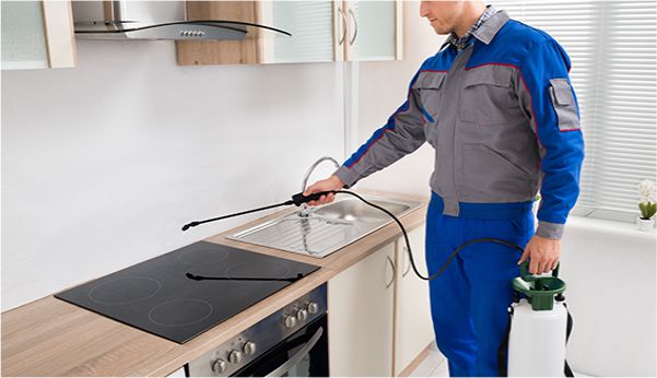 Plagas PR - Comején | Termitas | Puerto Rico