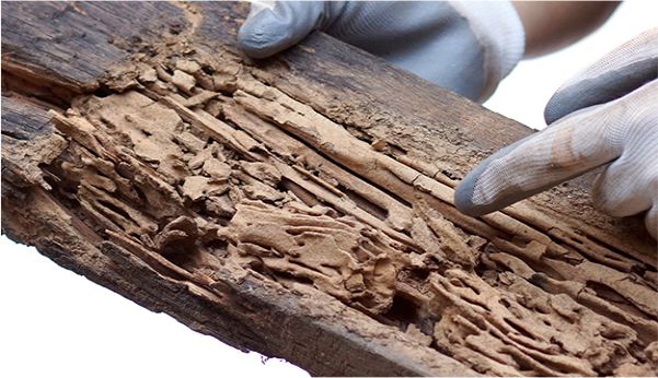 Plagas PR - Comején | Termitas | Puerto Rico